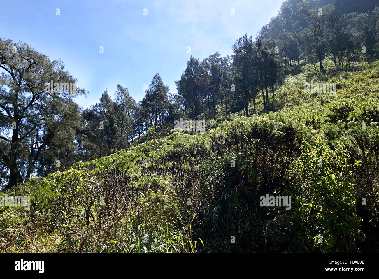 Grass and trees on hill in road to climb Semeru Mountain. Malang ...