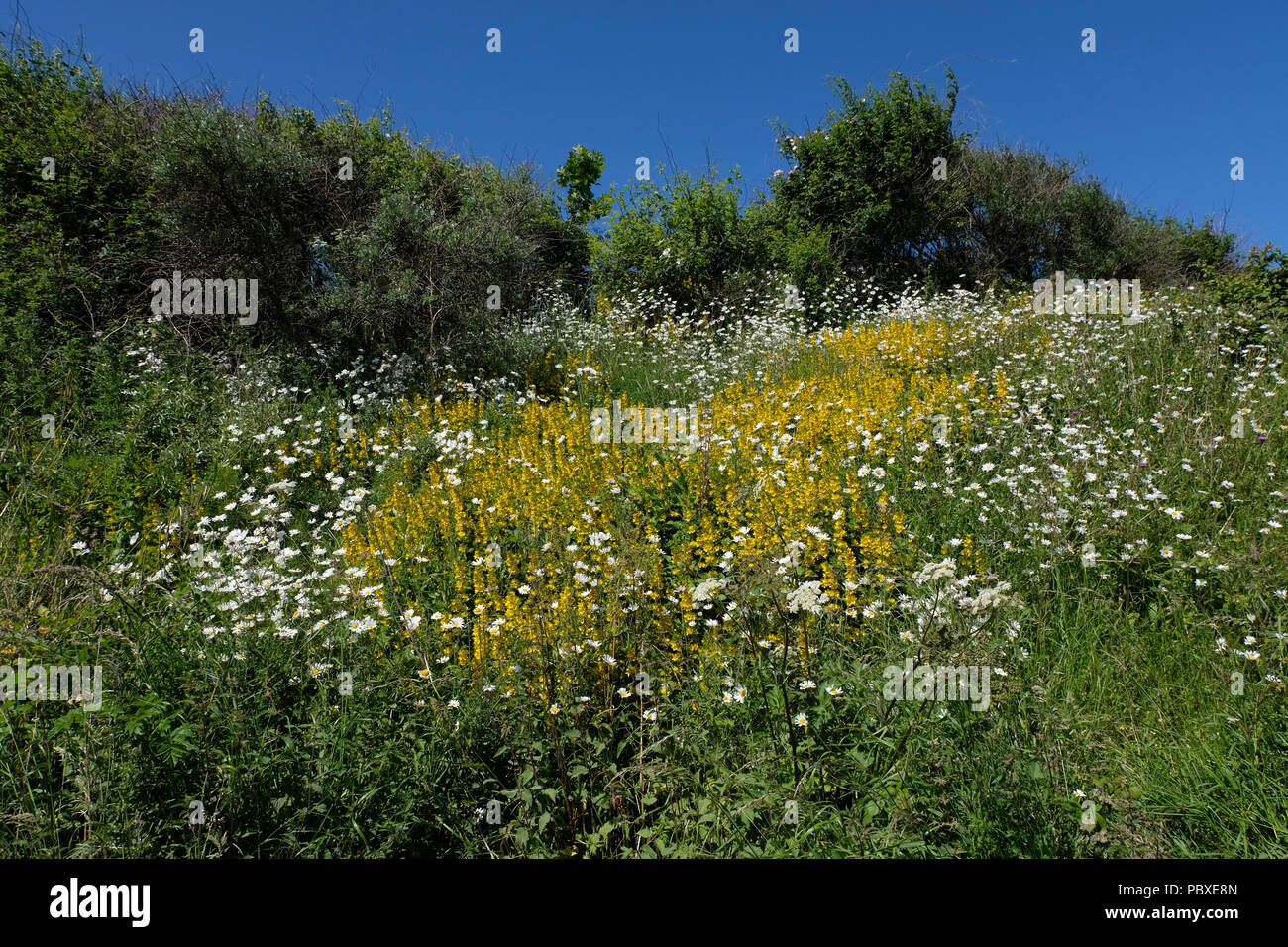 Yellow mass of great mullein is surrounded by the daisy like flowers of ...