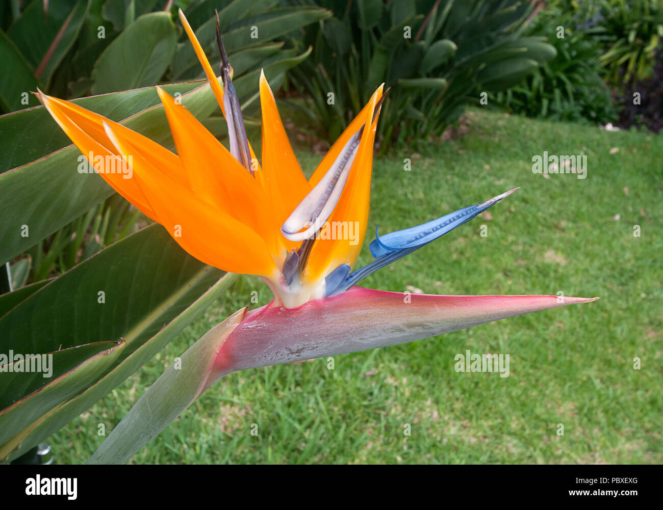 Strelitzia arrangement hi-res stock photography and images - Alamy
