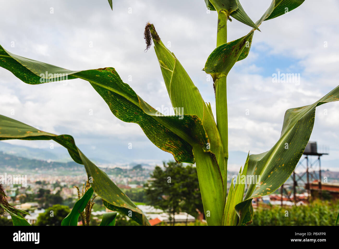 Corn Cob growing in kathmandu nepal,corn cob with beautiful scenery ...