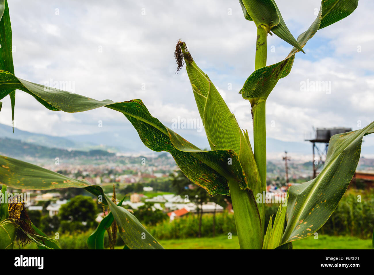 Corn Cob growing in kathmandu nepal,corn cob with beautiful scenery ...