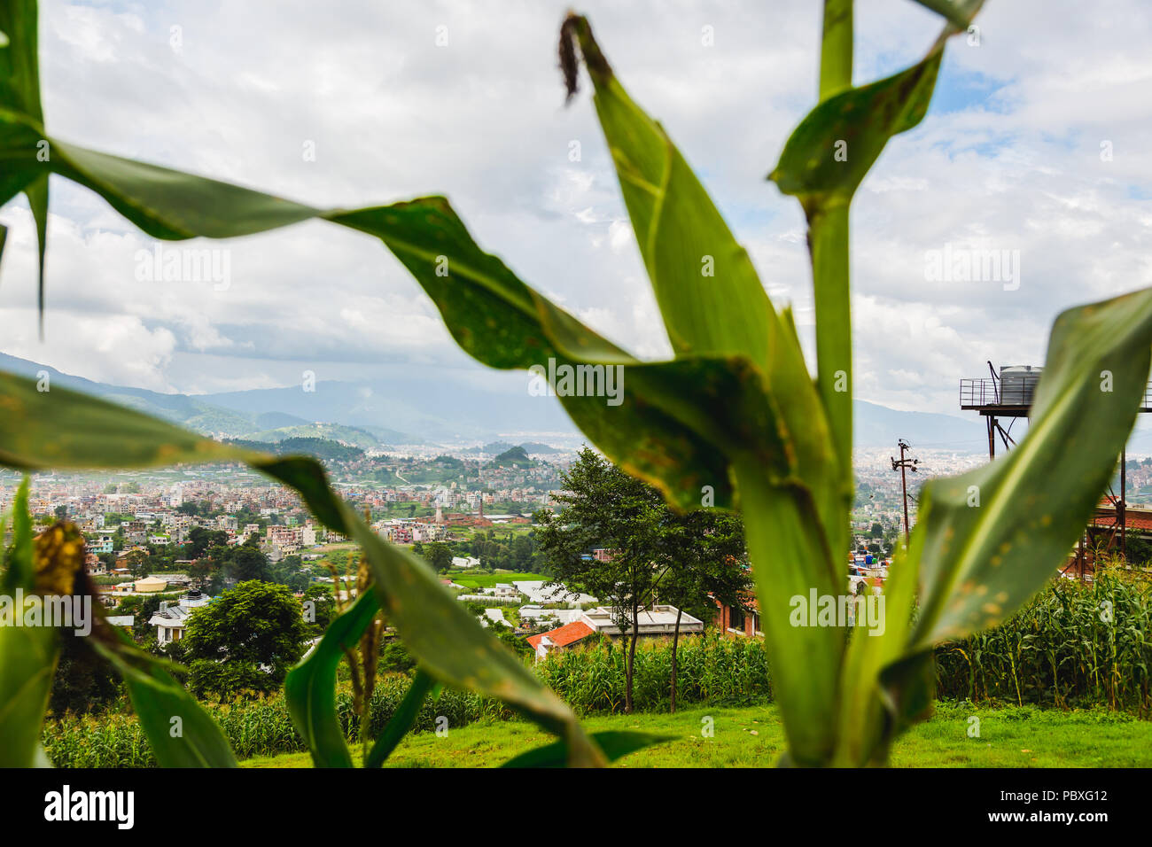 Corn Cob growing in kathmandu nepal,corn cob with beautiful scenery ...