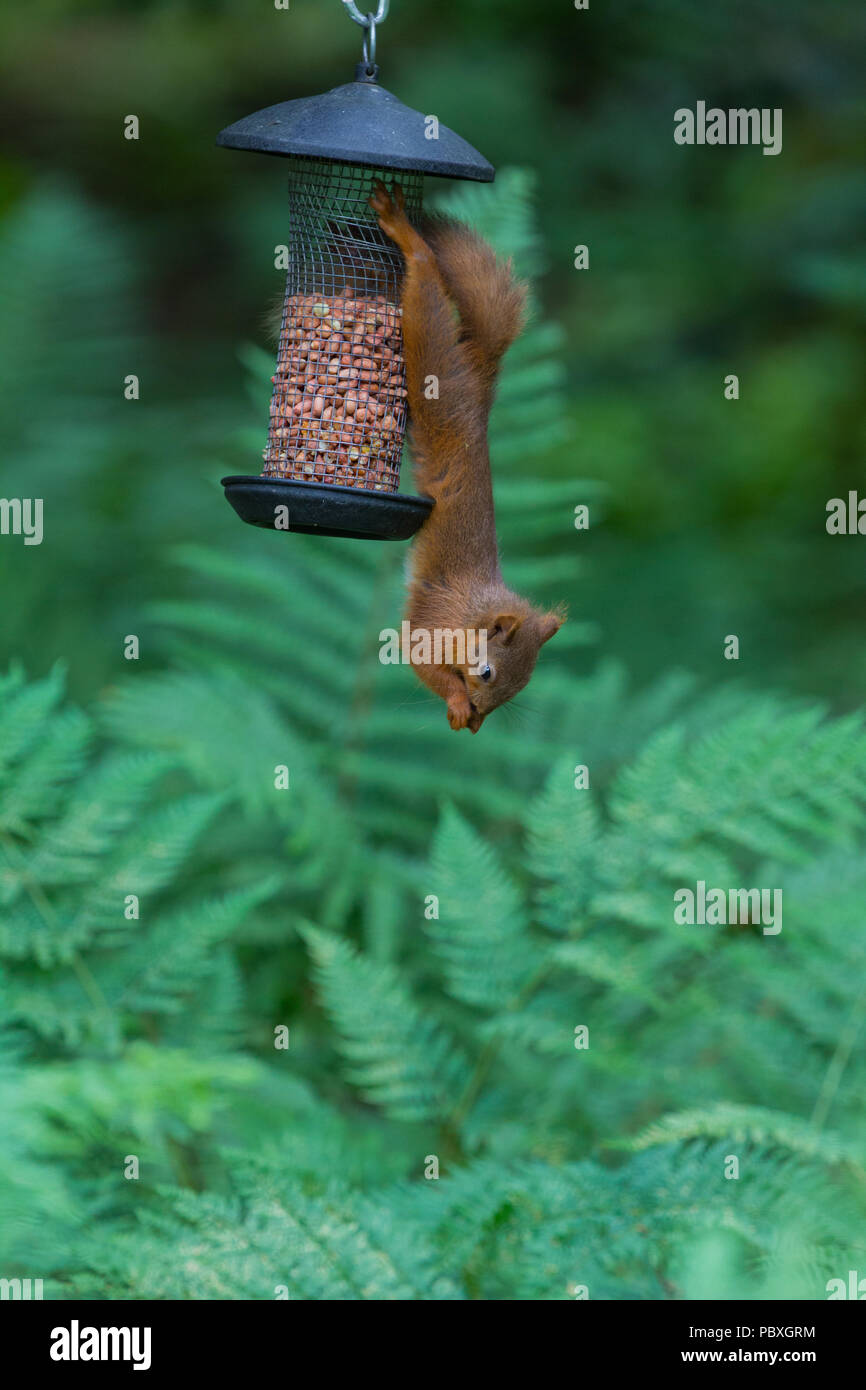 Eurasian Red Squirrel (Sciurus vulgaris) in a forest in Scotland, Great ...