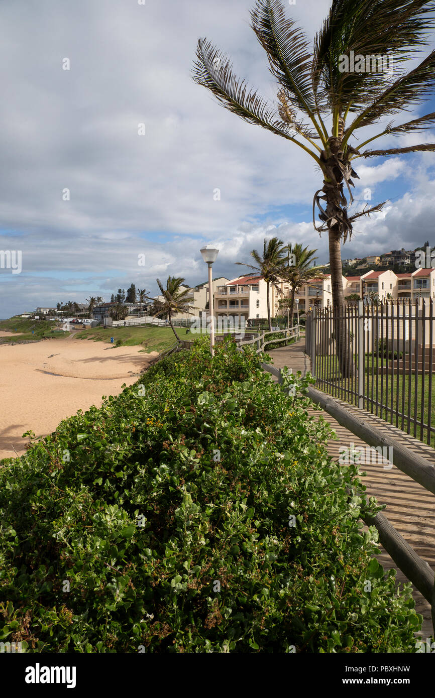 Palm tree hedges and coastal boardwalk above the sandy beach at Ballito ...