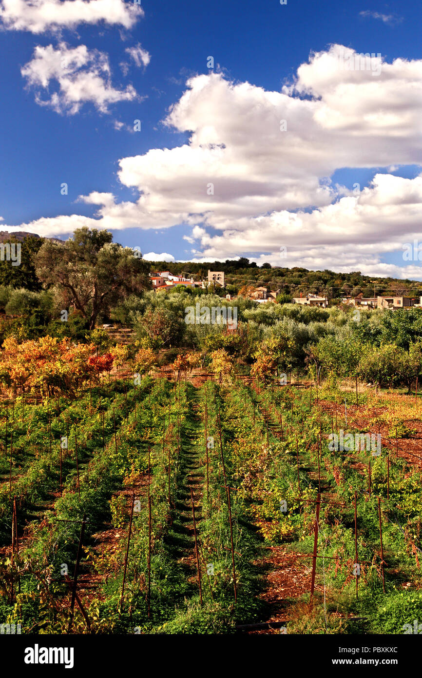 Vineyard in Crete, Greece Stock Photo - Alamy