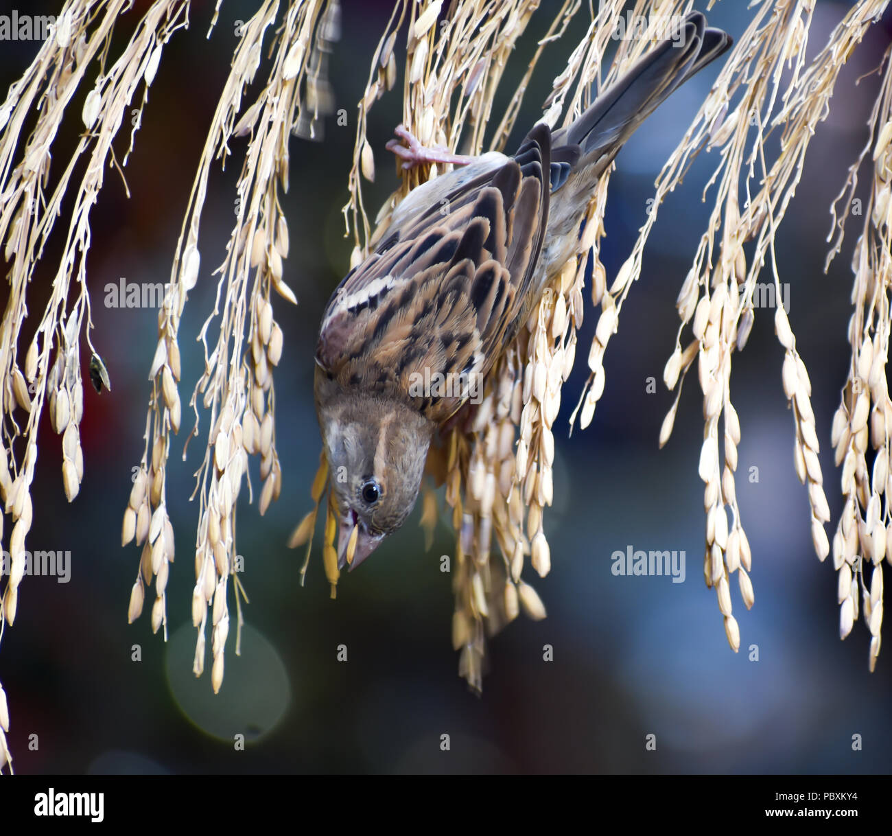 Super sparrow hi-res stock photography and images - Alamy