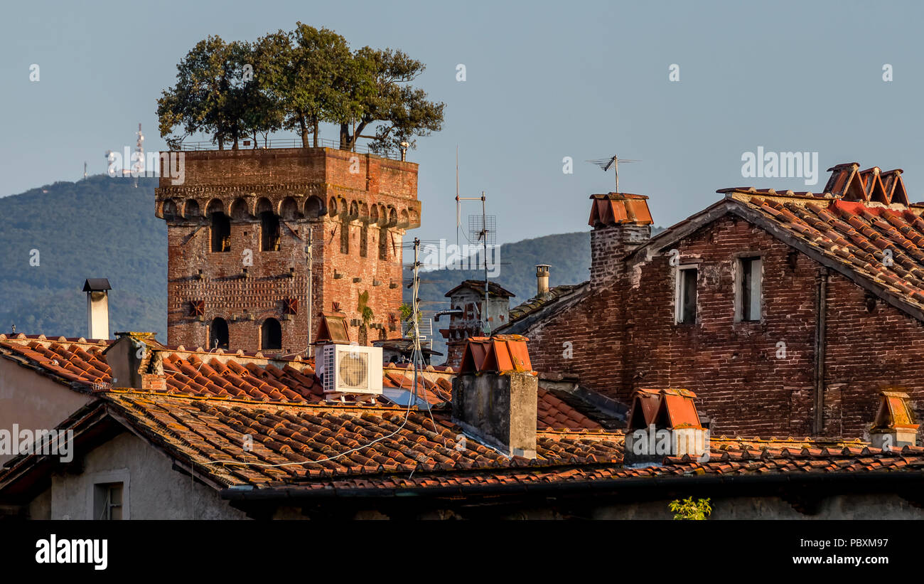 The beautiful Torre Guinigi with trees above stands among the rooftops ...