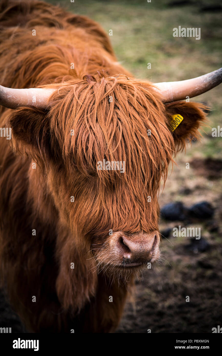Highland cow cows hi-res stock photography and images - Alamy