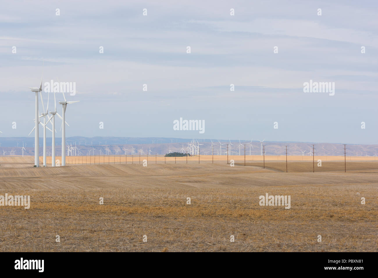 Electricity generating windmills in a wheat field in central Oregon ...