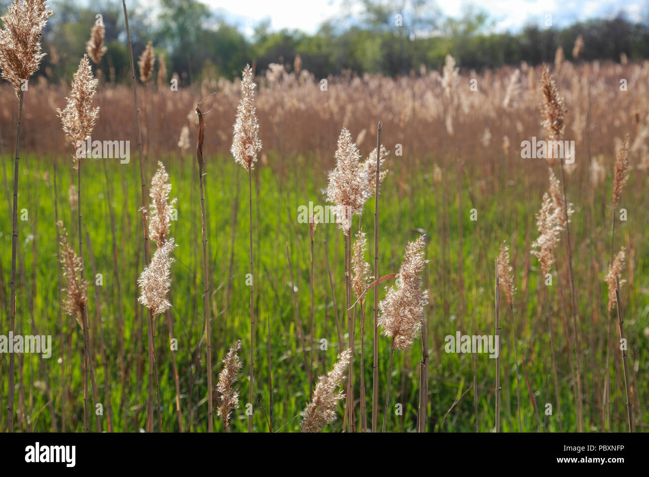 Dry rushes against the green grass close-up, vegetation Stock Photo - Alamy