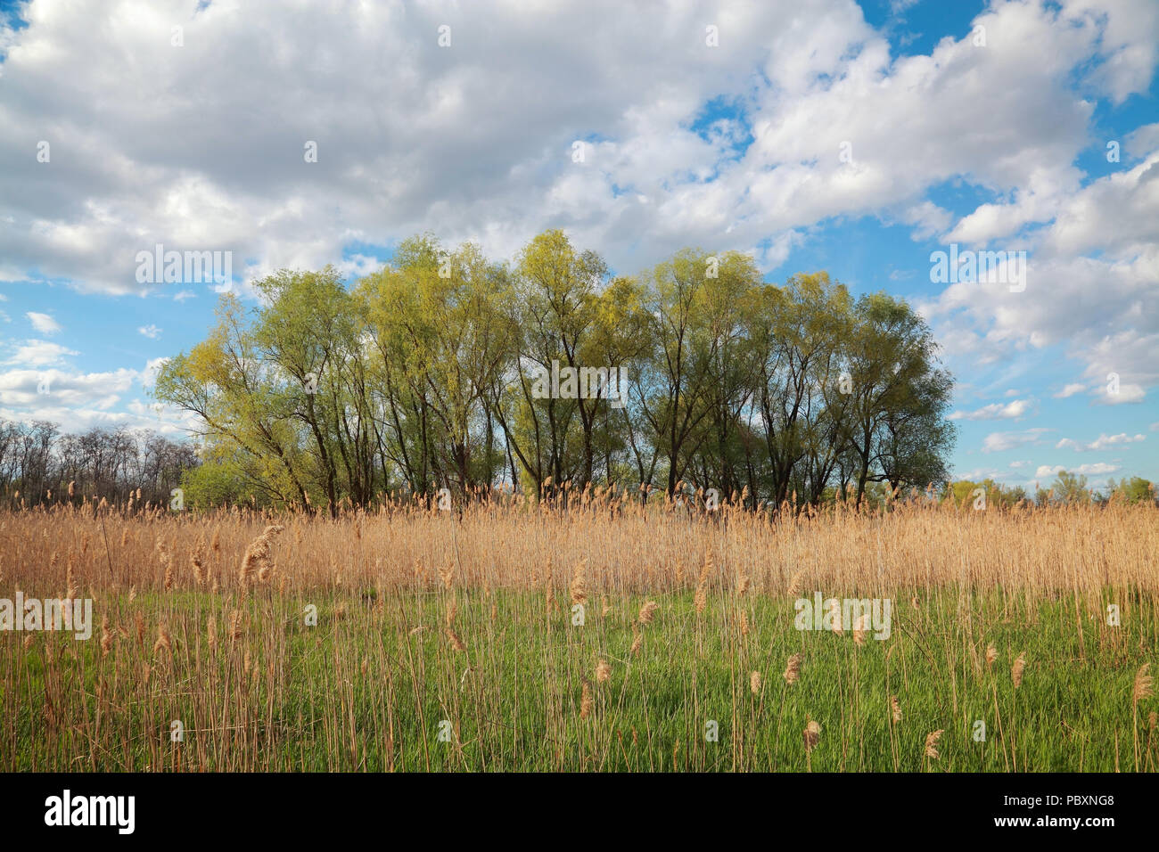 Reeds and landscape hi-res stock photography and images - Alamy