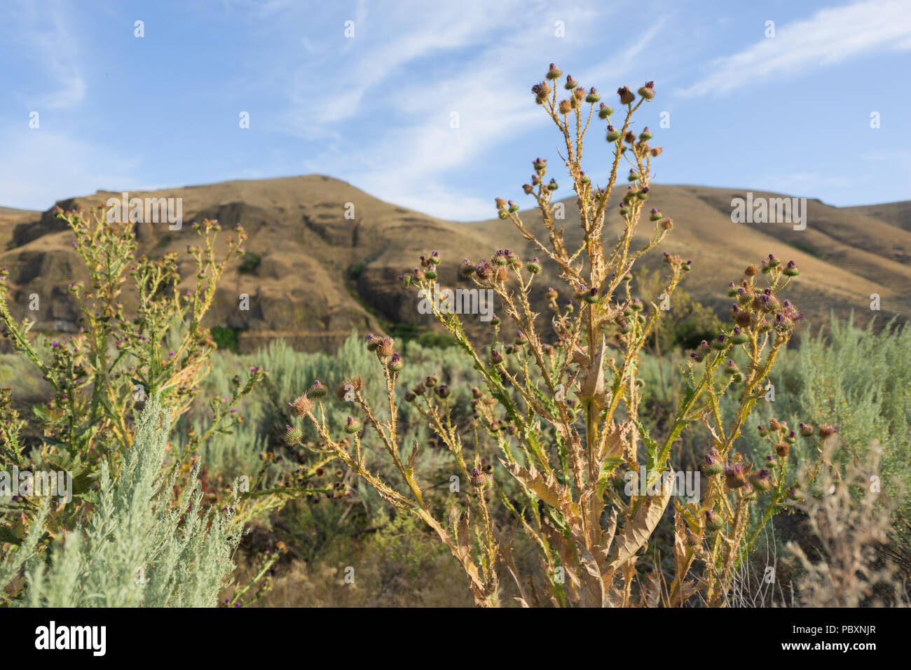 Wild giant thistle blooming in Cottonwood State Park, Oregon Stock ...