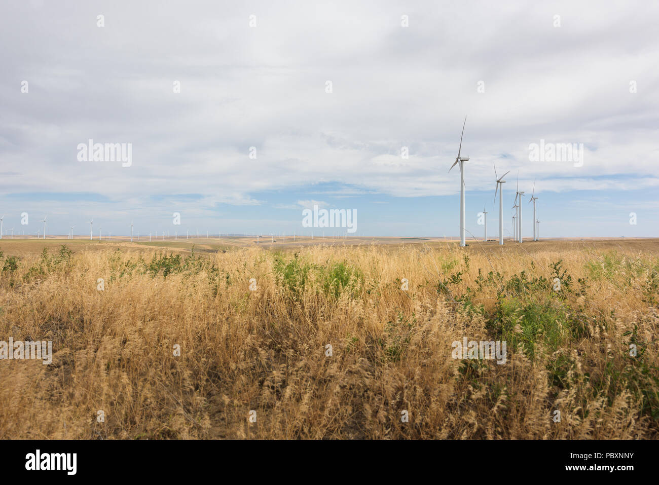 Electricity generating windmills in a wheat field in central Oregon ...