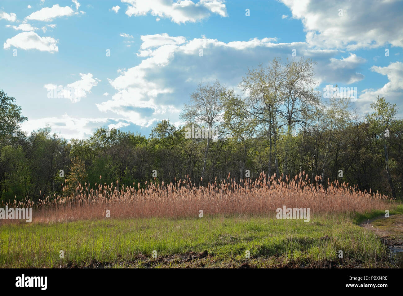 Blue sky clouds reeds hi-res stock photography and images - Alamy