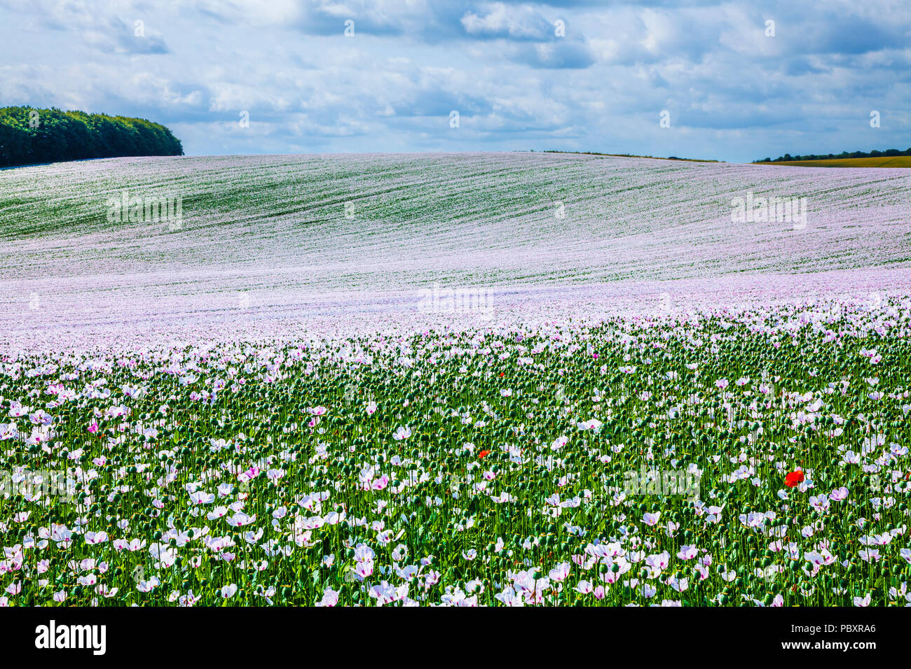 Poppies growing in commercial poppy hi-res stock photography and images ...