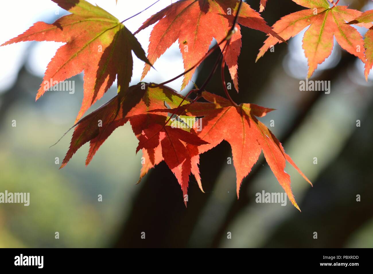Acer Autumn Colour Stock Photo - Alamy