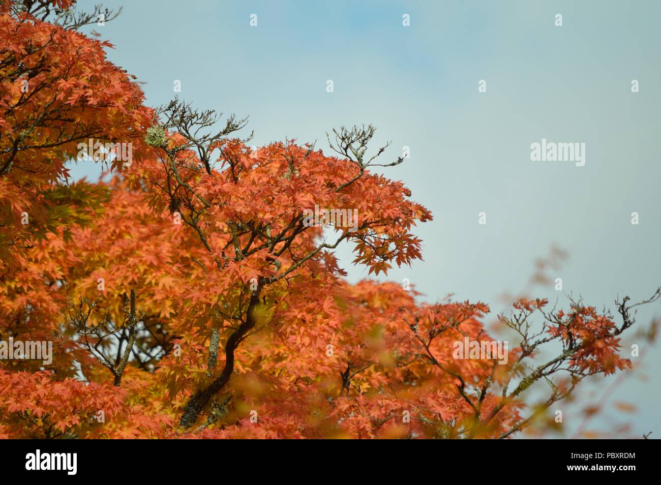 Acer Autumn Colour Stock Photo - Alamy