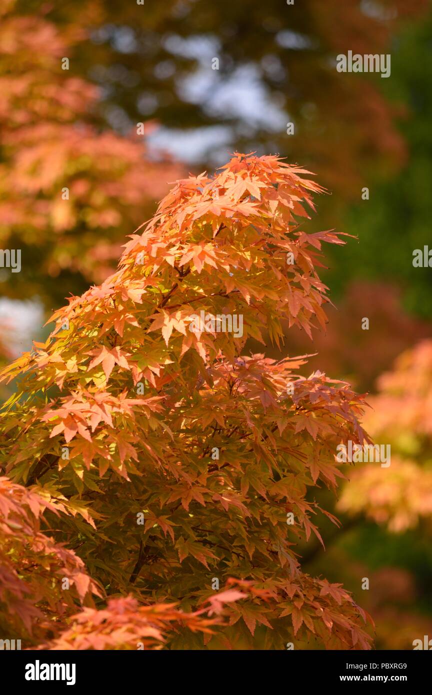 Acer Autumn Colour Stock Photo - Alamy