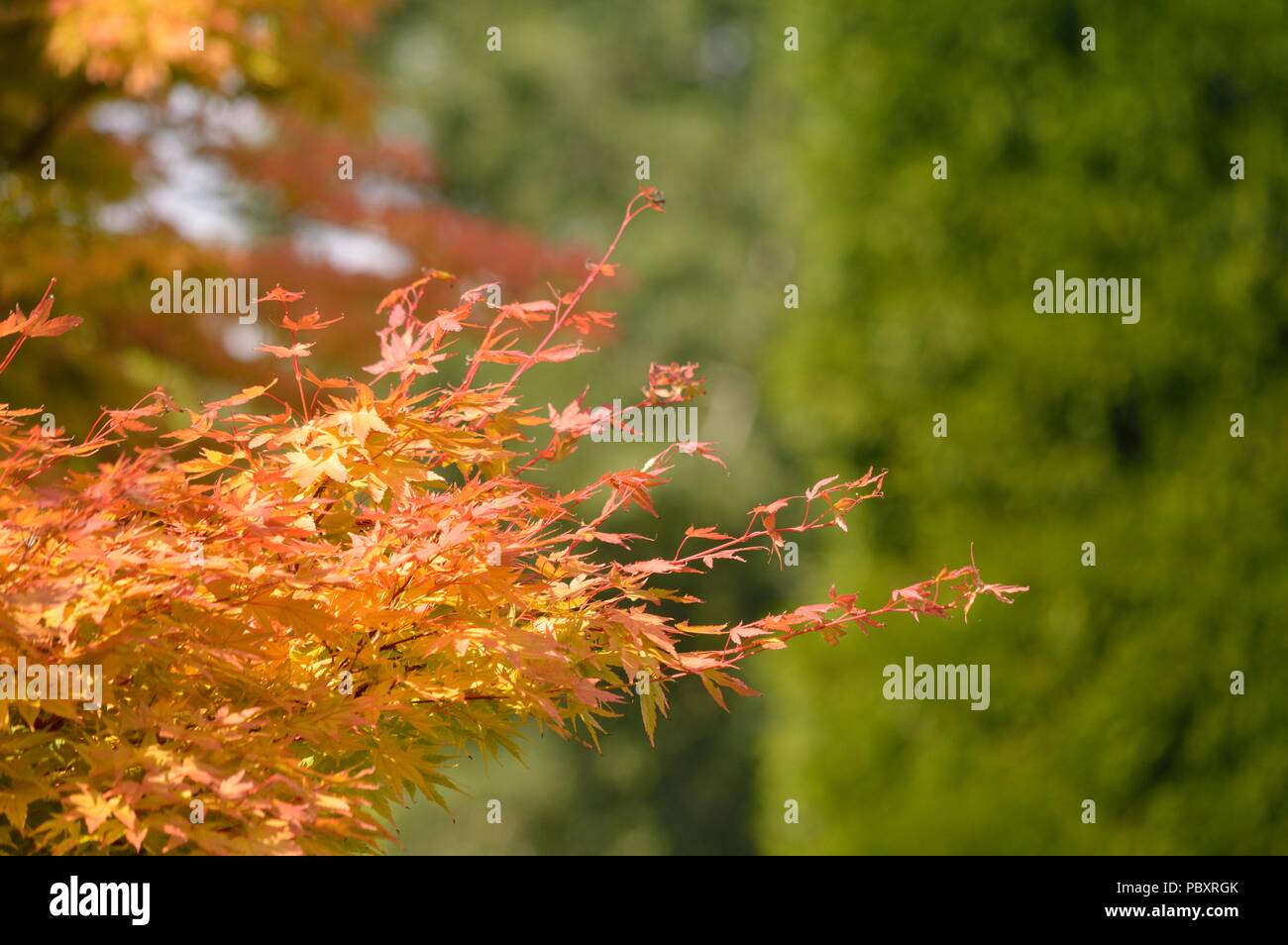 Acer Autumn Colour Stock Photo - Alamy