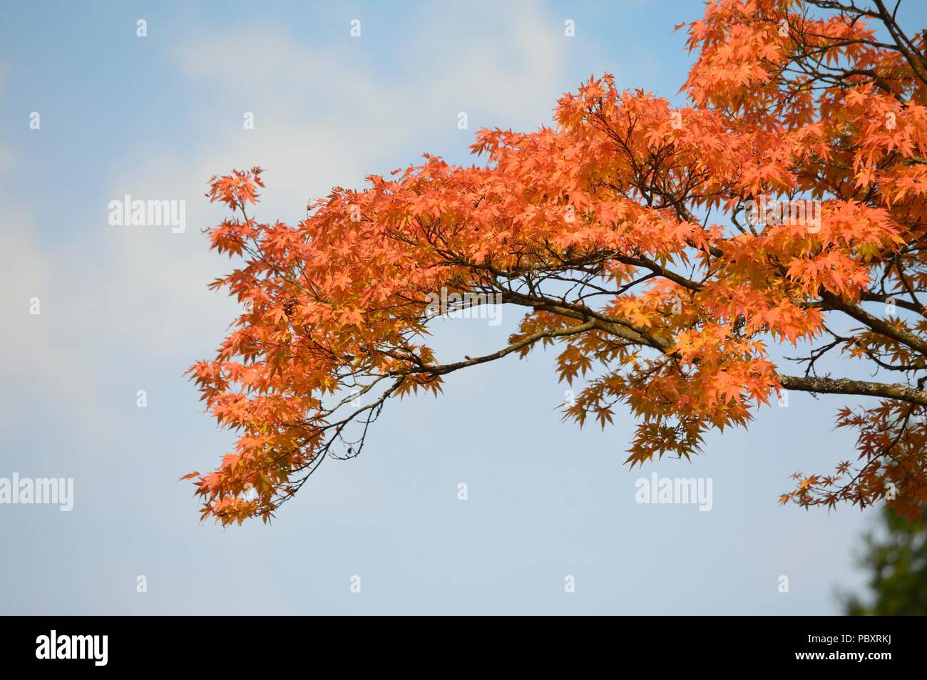 Acer Autumn Colour Stock Photo - Alamy