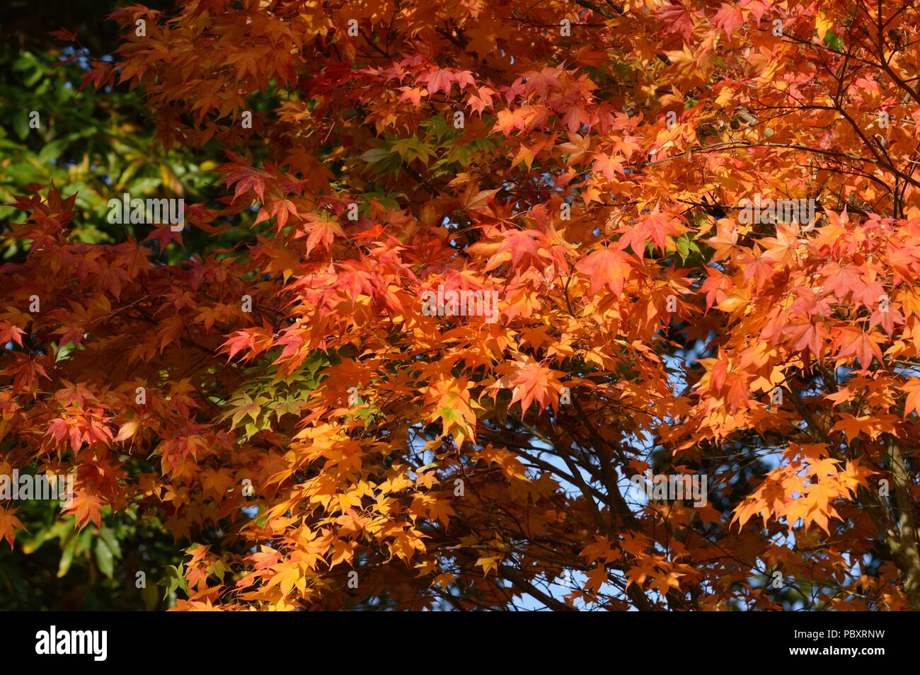 Acer Autumn Colour Stock Photo - Alamy