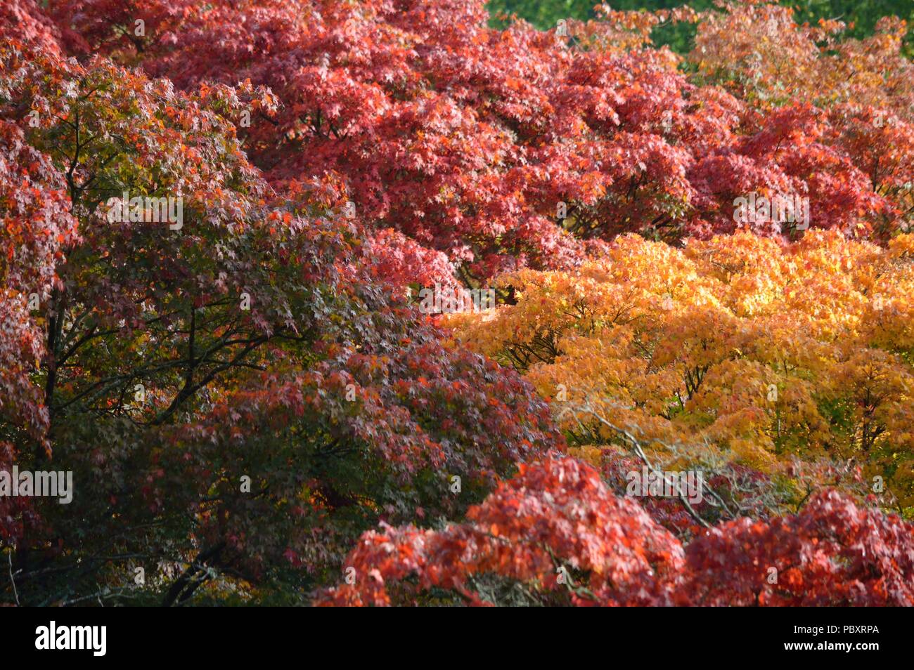 Acer Autumn Colour Stock Photo - Alamy