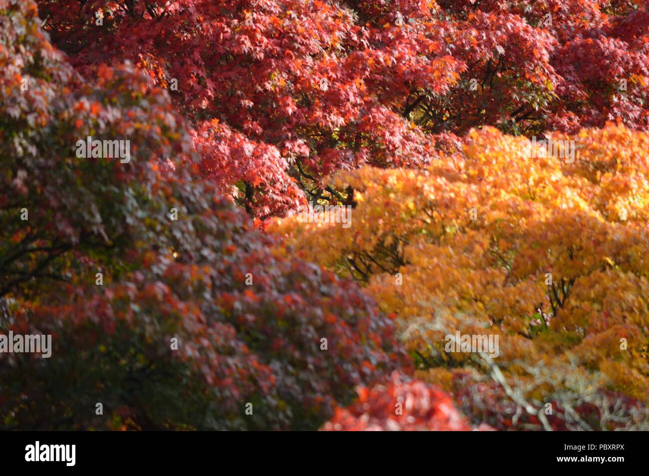 Acer Autumn Colour Stock Photo - Alamy