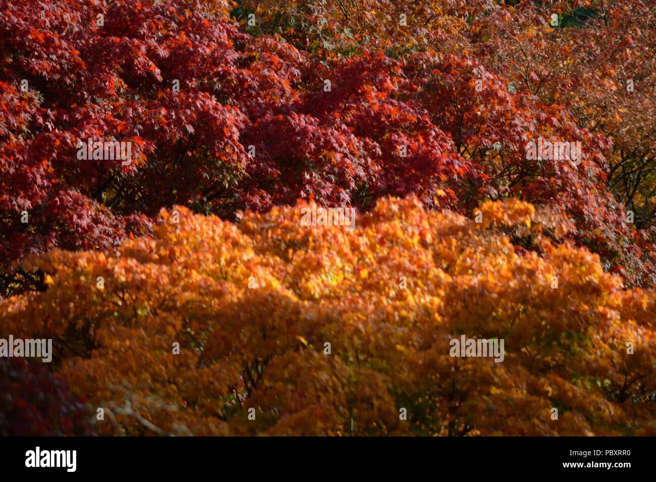 Acer Autumn Colour Stock Photo - Alamy