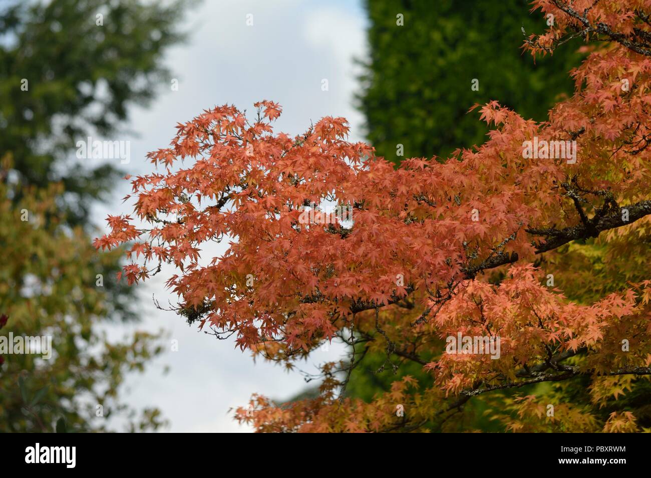 Acer Autumn Colour Stock Photo - Alamy