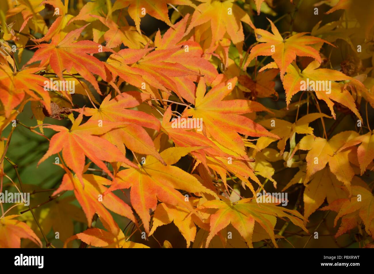 Acer Autumn Colour Stock Photo - Alamy