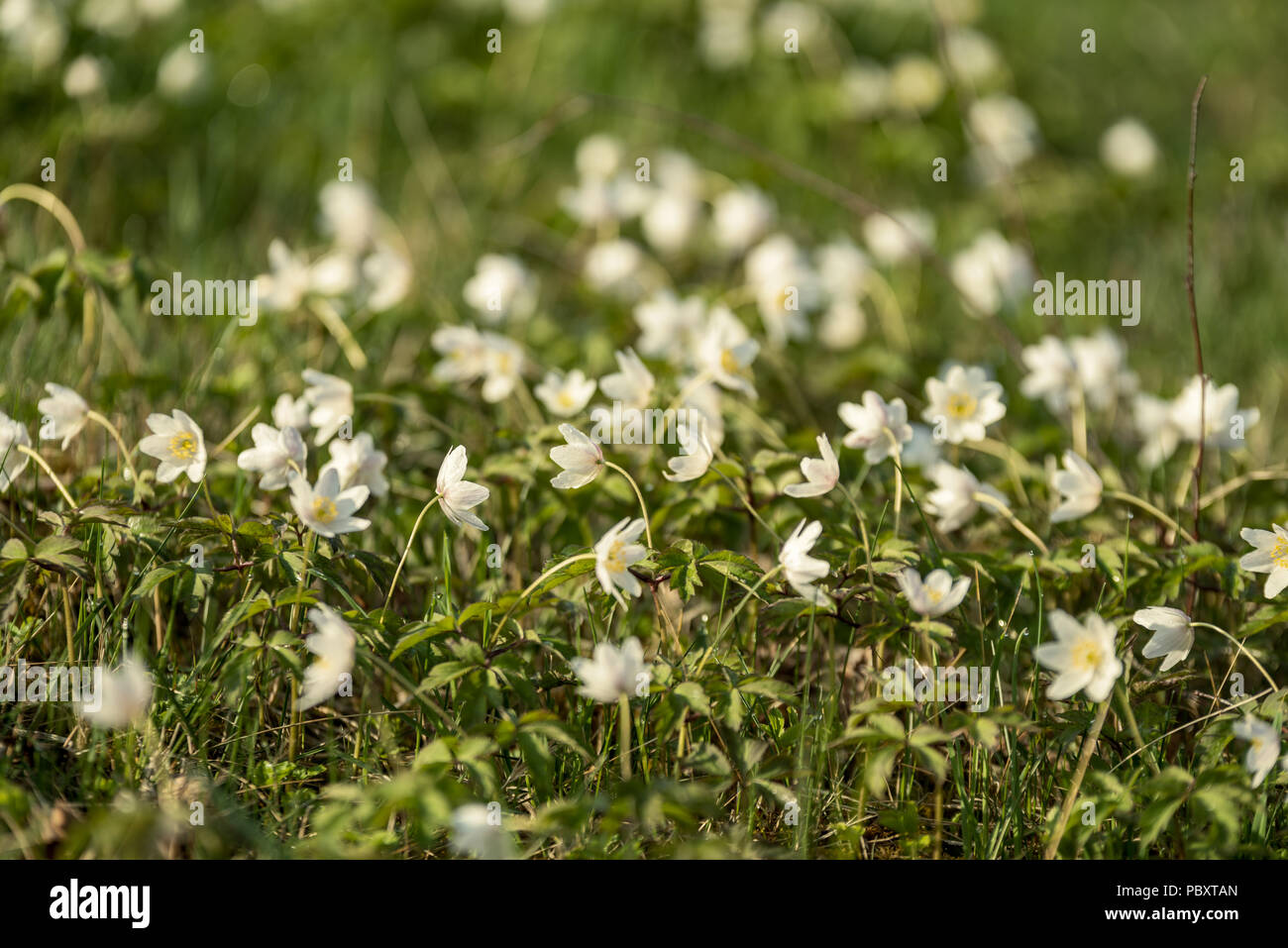 large field of white anemone flowers in spring. a plant of the ...