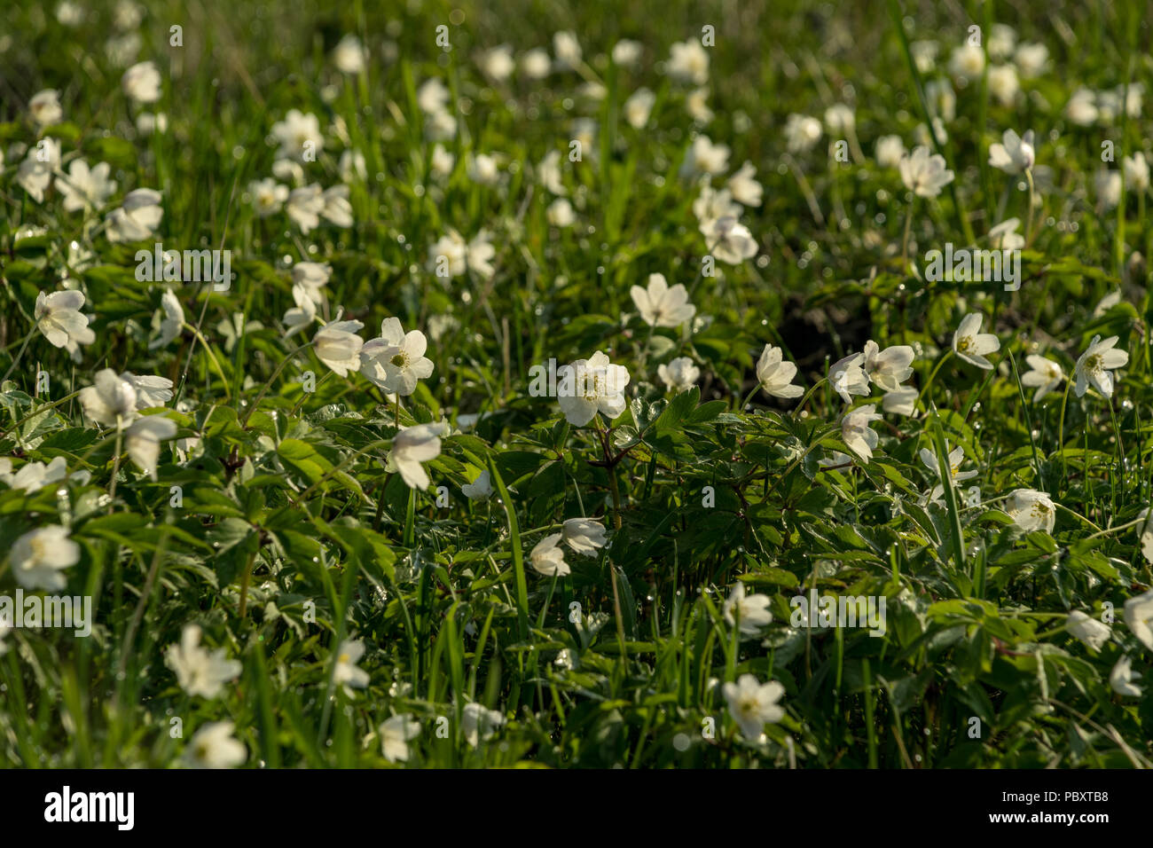 large field of white anemone flowers in spring. a plant of the ...