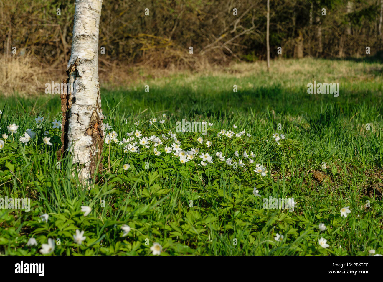 large field of white anemone flowers in spring. a plant of the ...