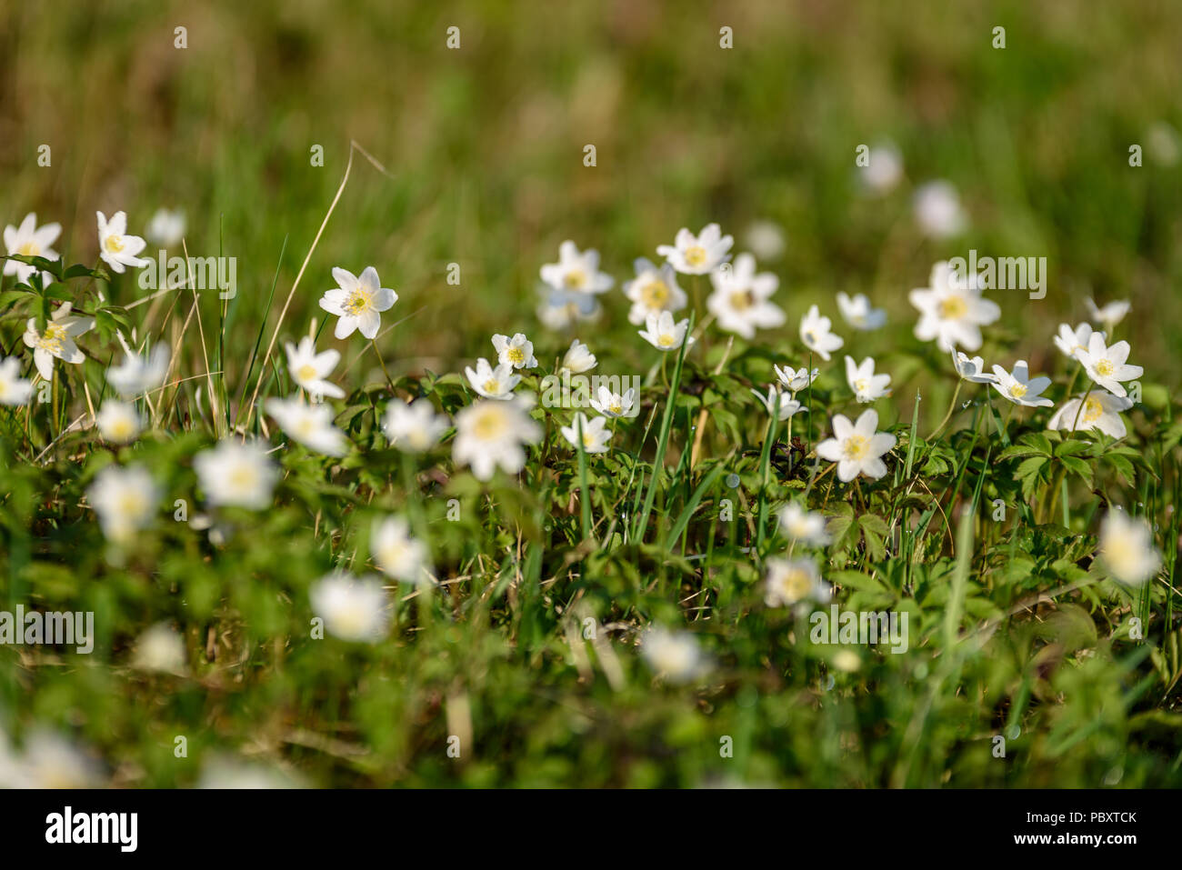 large field of white anemone flowers in spring. a plant of the ...
