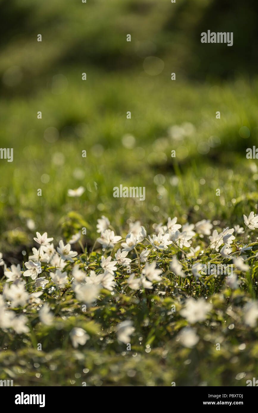 large field of white anemone flowers in spring. a plant of the ...