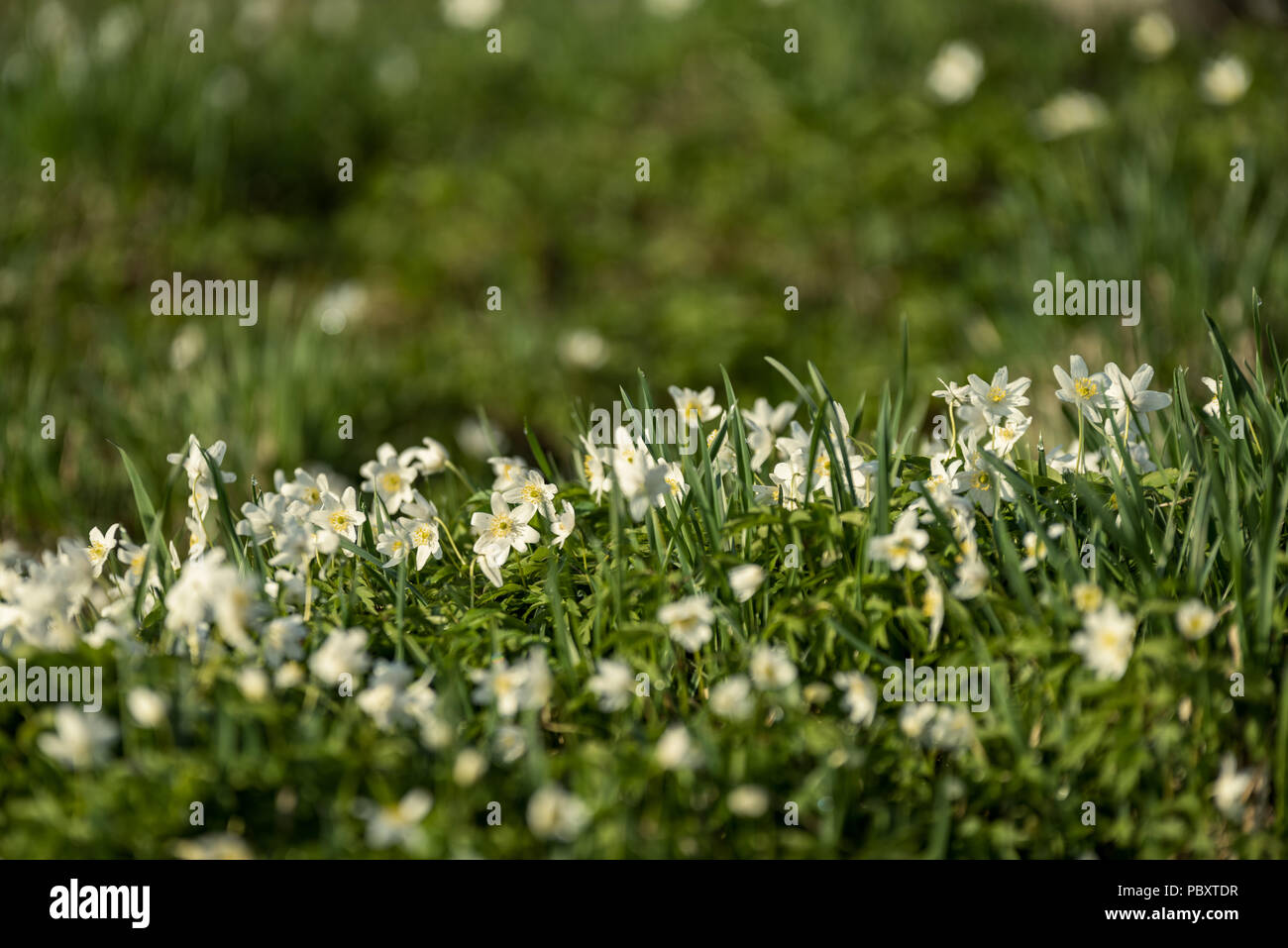 large field of white anemone flowers in spring. a plant of the ...
