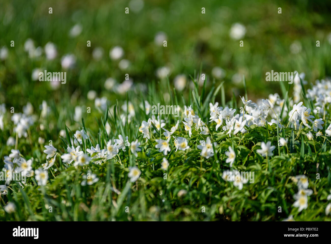 large field of white anemone flowers in spring. a plant of the ...