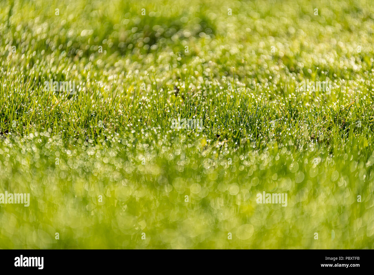 Garden reflection grass mowed hi-res stock photography and images - Alamy