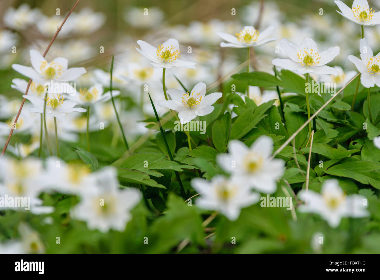 large field of white anemone flowers in spring. a plant of the ...