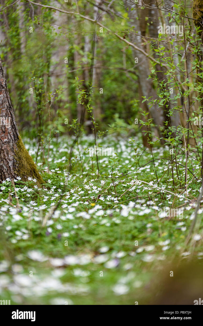 large field of white anemone flowers in spring. a plant of the ...