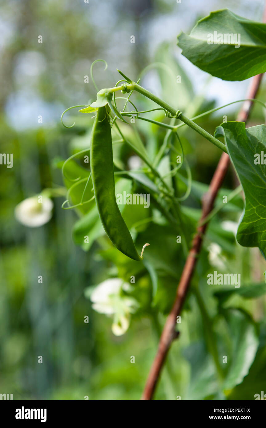 Pea plant tendrils hi-res stock photography and images - Alamy