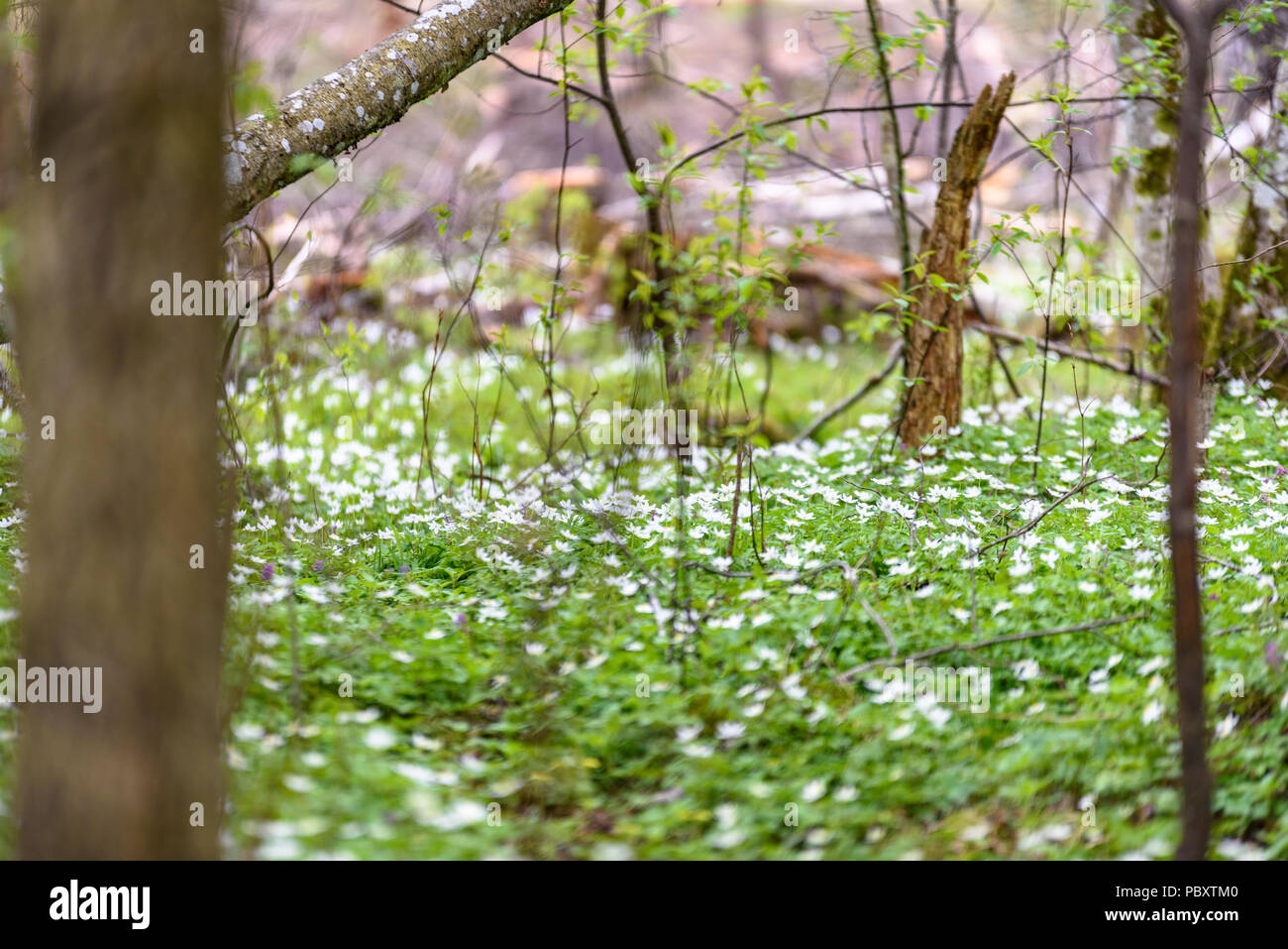 large field of white anemone flowers in spring. a plant of the ...