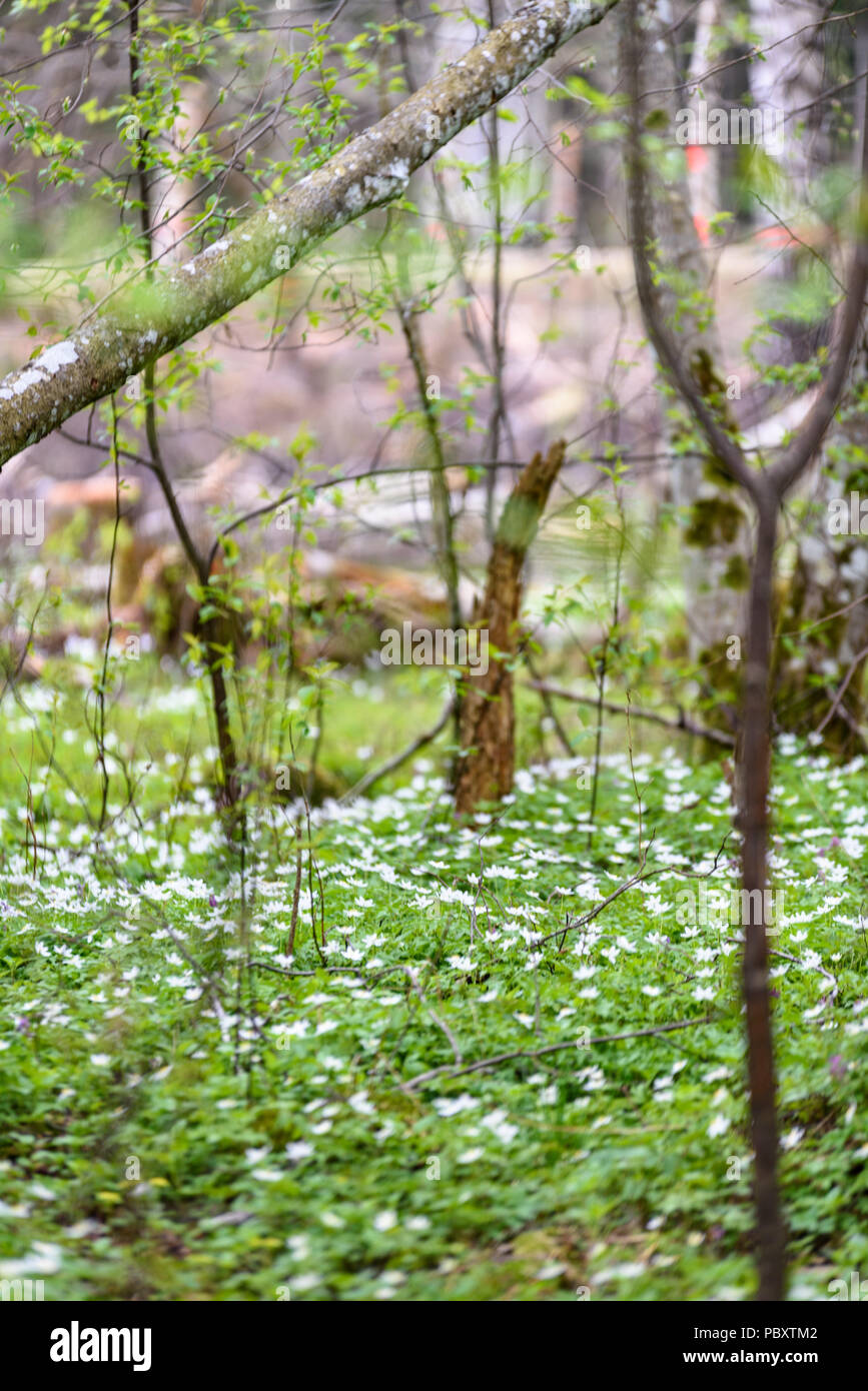 large field of white anemone flowers in spring. a plant of the ...