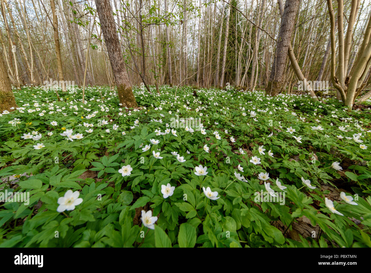 large field of white anemone flowers in spring. a plant of the ...
