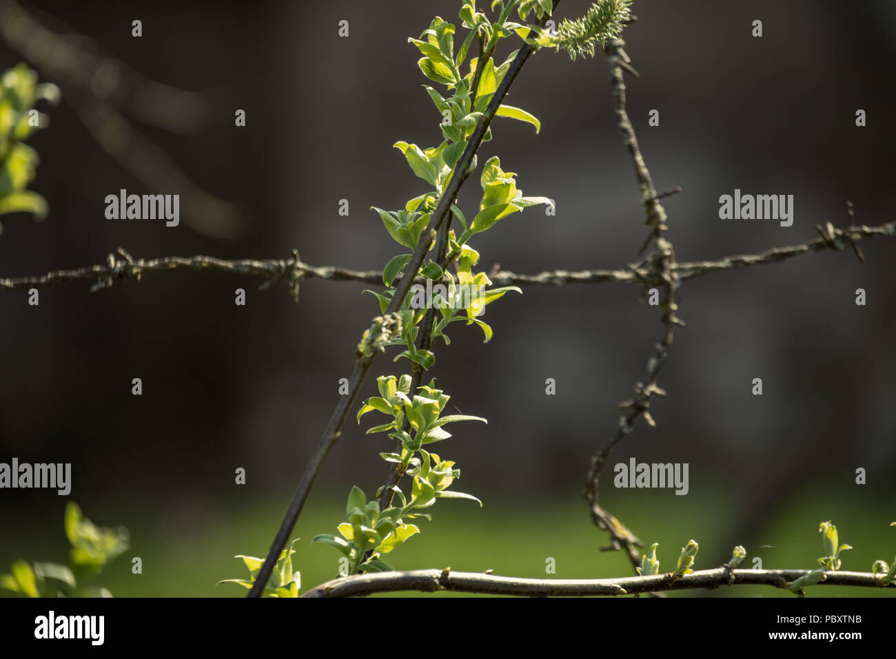barbed wire fence on green background with tree leaves and vegetation ...