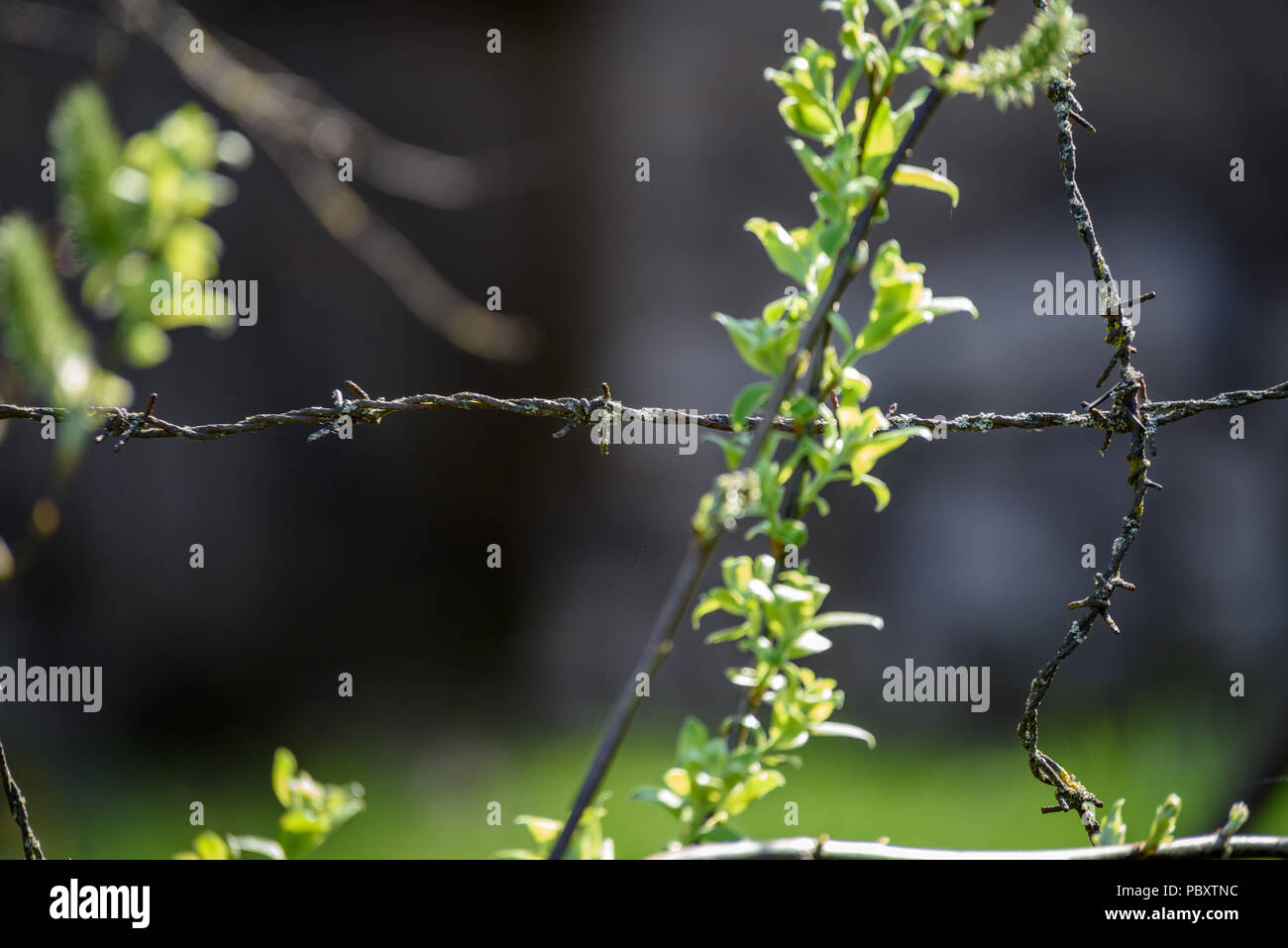 barbed wire fence on green background with tree leaves and vegetation ...