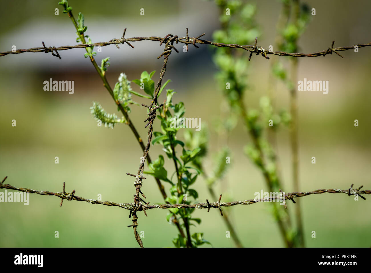 barbed wire fence on green background with tree leaves and vegetation ...