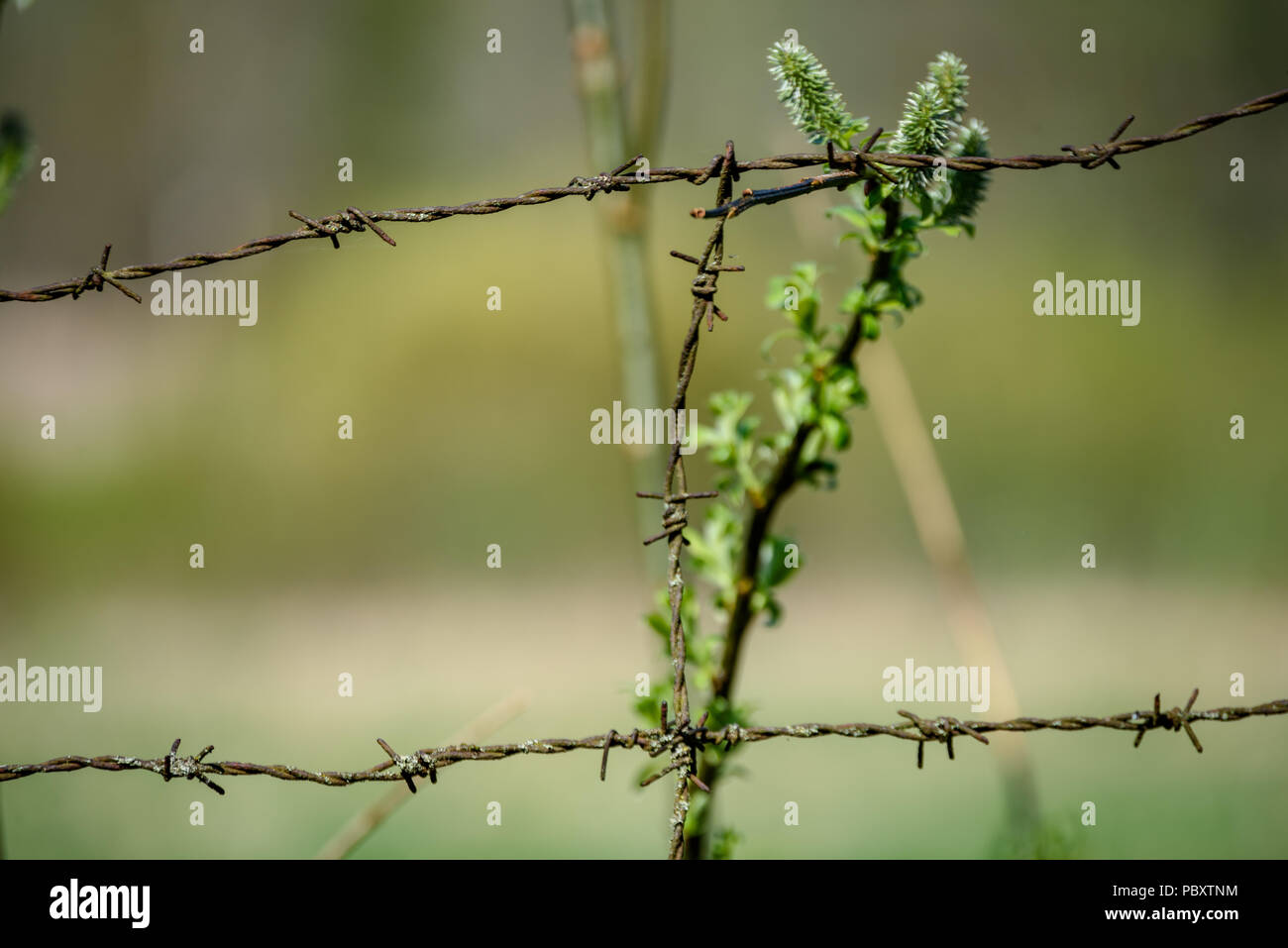 barbed wire fence on green background with tree leaves and vegetation ...