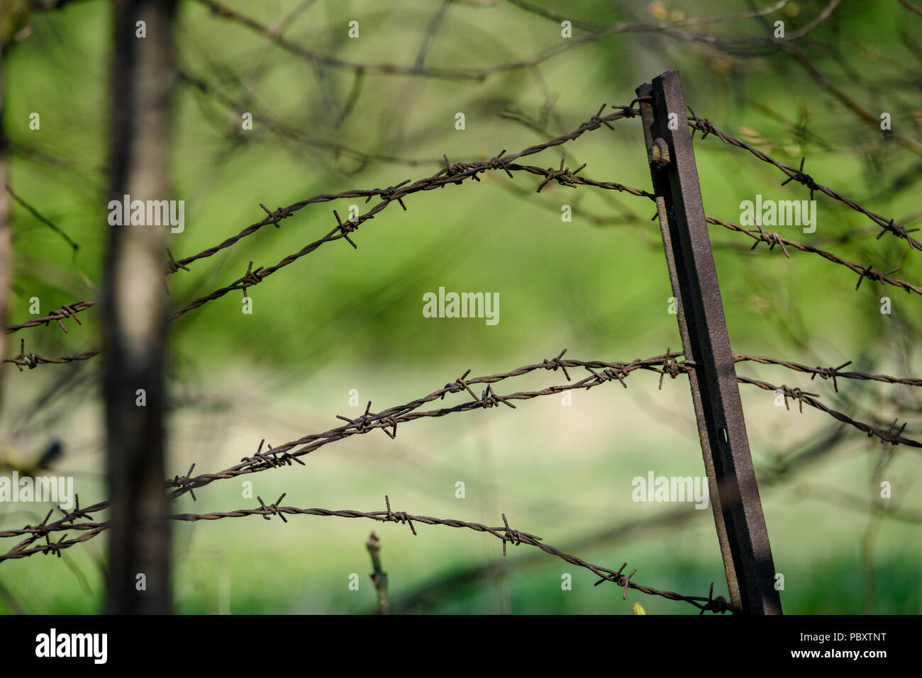 barbed wire fence on green background with tree leaves and vegetation ...