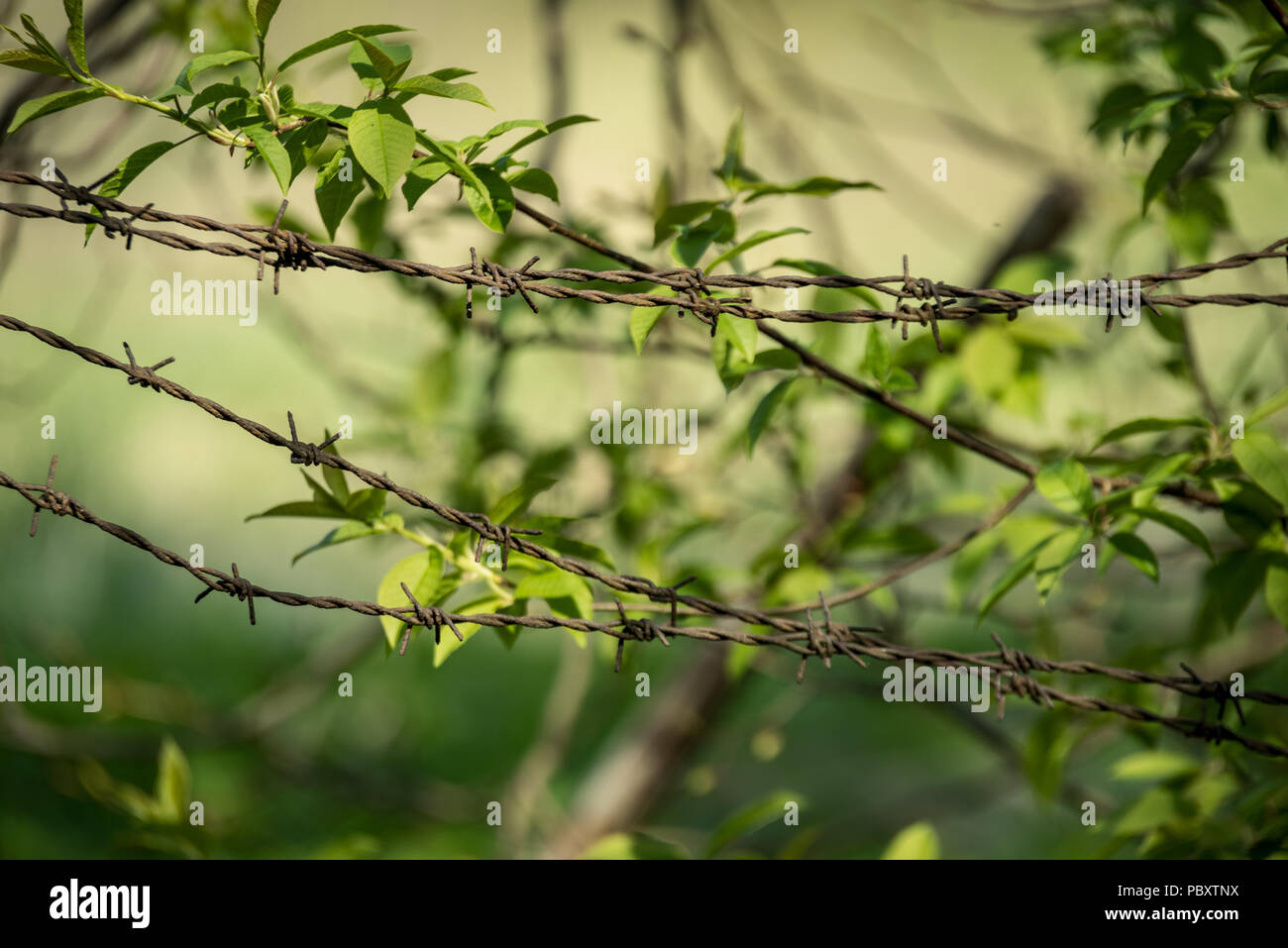 barbed wire fence on green background with tree leaves and vegetation ...